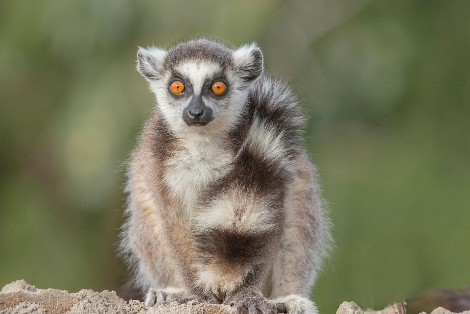 Lemur Ogoniasty Prymas - Darmowe zdjęcie na Pixabay - Pixabay