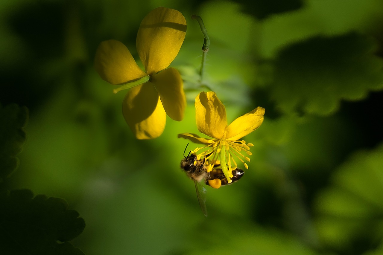 Bee Honey Pollen - Free photo on Pixabay - Pixabay