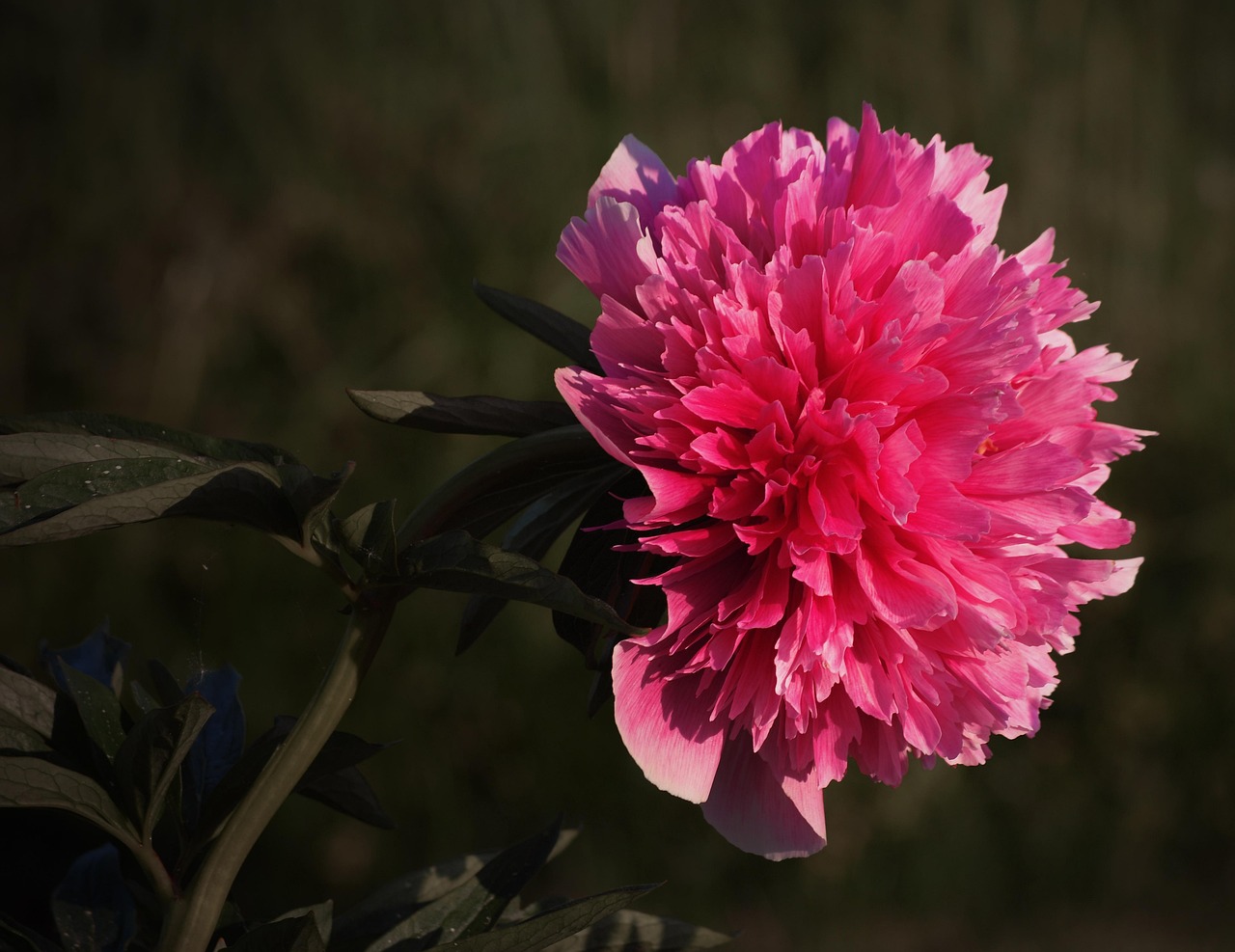Merah Jambu Bunga Kelopak - Foto gratis di Pixabay - Pixabay