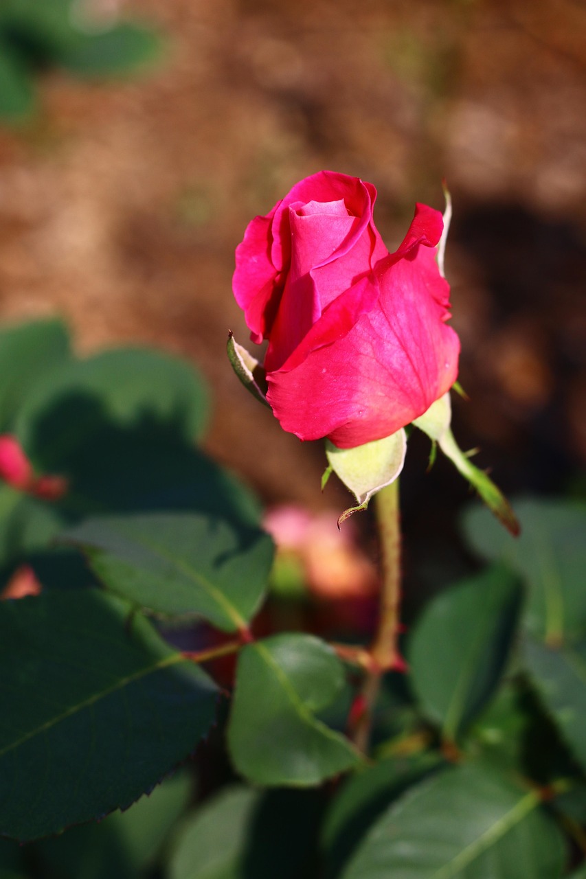 Rose Pinke Blume - Kostenloses Foto auf Pixabay - Pixabay
