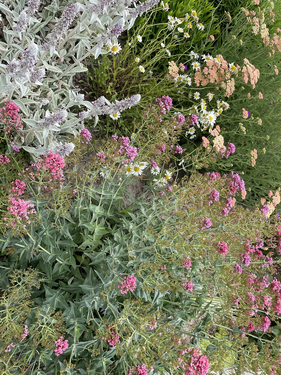 Wildblumen Sommer Natur - Kostenloses Bild auf Pixabay - Pixabay