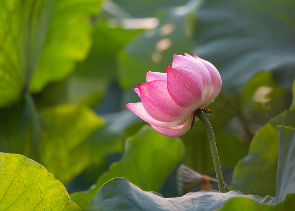 Lotus Flower Pink - Free photo on Pixabay