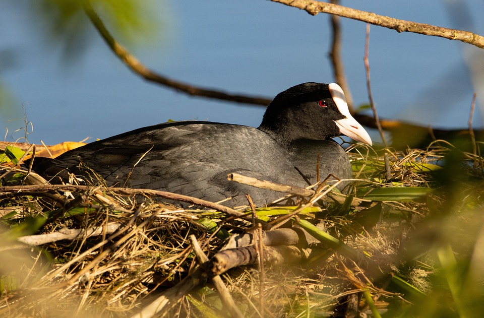 Coot Bird Nest Free Photo On Pixabay Pixabay
