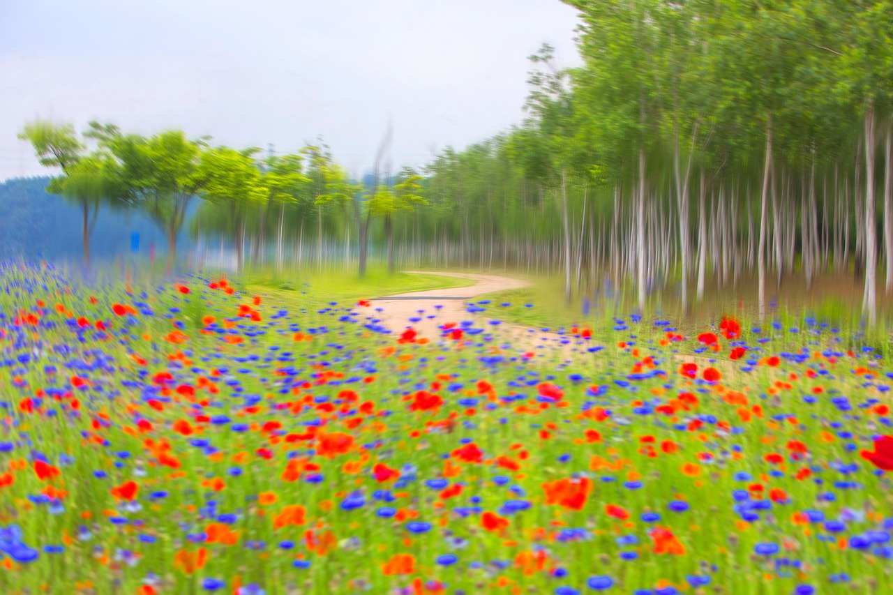 Flower Tree Road - Free photo on Pixabay