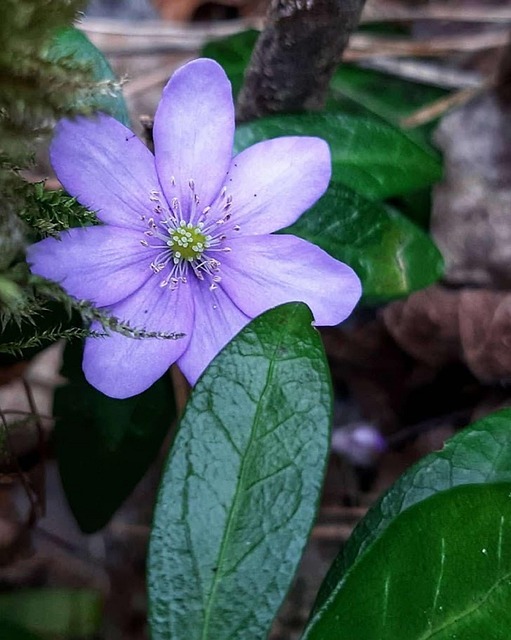 Bosse Du Foie Fleur Forêt La - Photo gratuite sur Pixabay - Pixabay