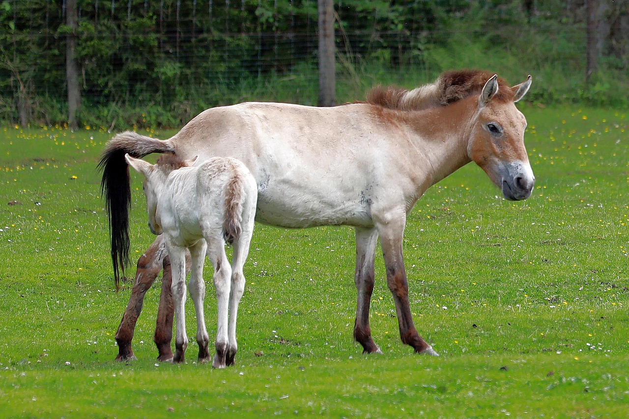 40+ Free Ferus & Horse Photos - Pixabay