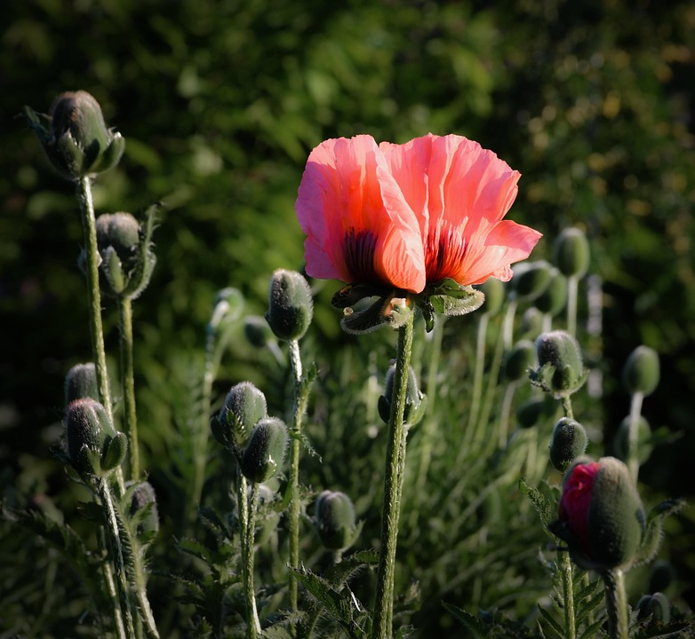 Opium Bunga Poppy Merah - Foto gratis di Pixabay - Pixabay