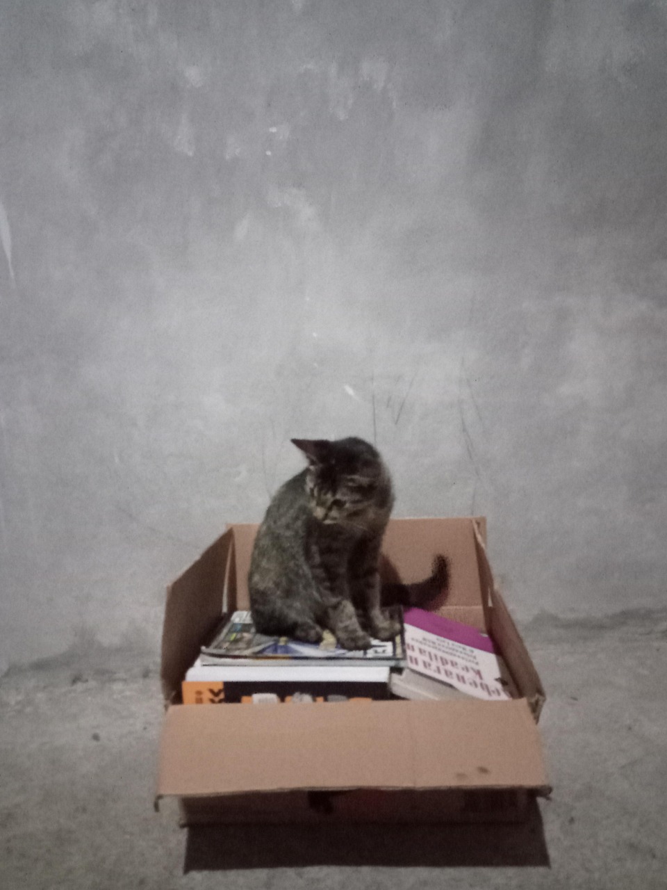 Cat Donation Book - Free photo on Pixabay - Pixabay