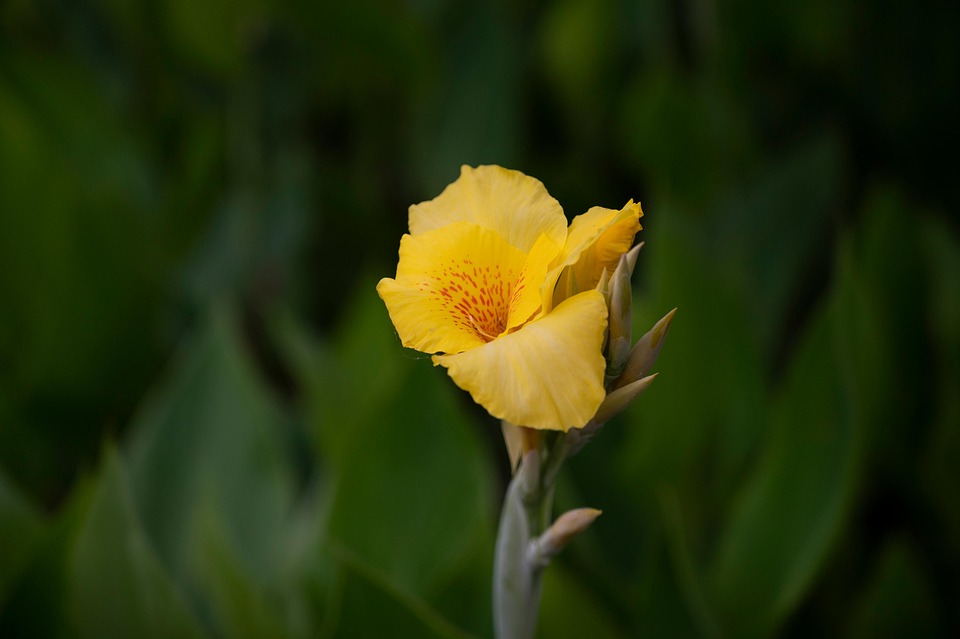 Flower Yellow Petals - Free photo on Pixabay - Pixabay