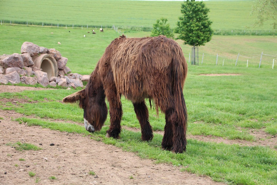 Poitou Donkey Graze - Free photo on Pixabay - Pixabay