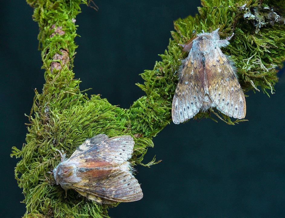 Lobster Moths Wings Pair - Free photo on Pixabay - Pixabay