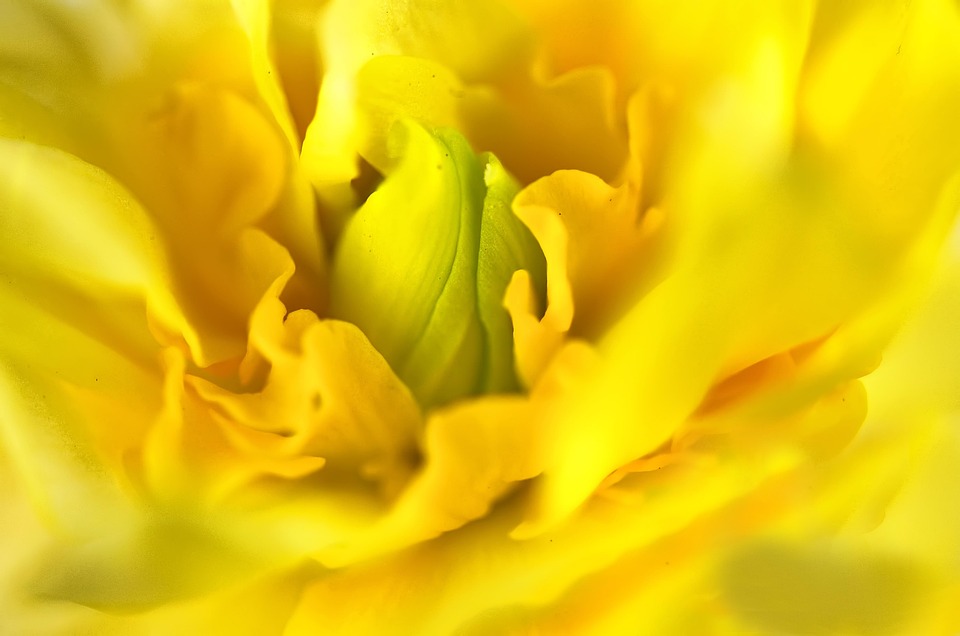 Flor Malmequer Amarelo Pétalas - Foto gratuita no Pixabay - Pixabay