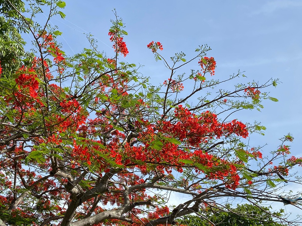 Rojo Árbol - Foto gratis en Pixabay - Pixabay