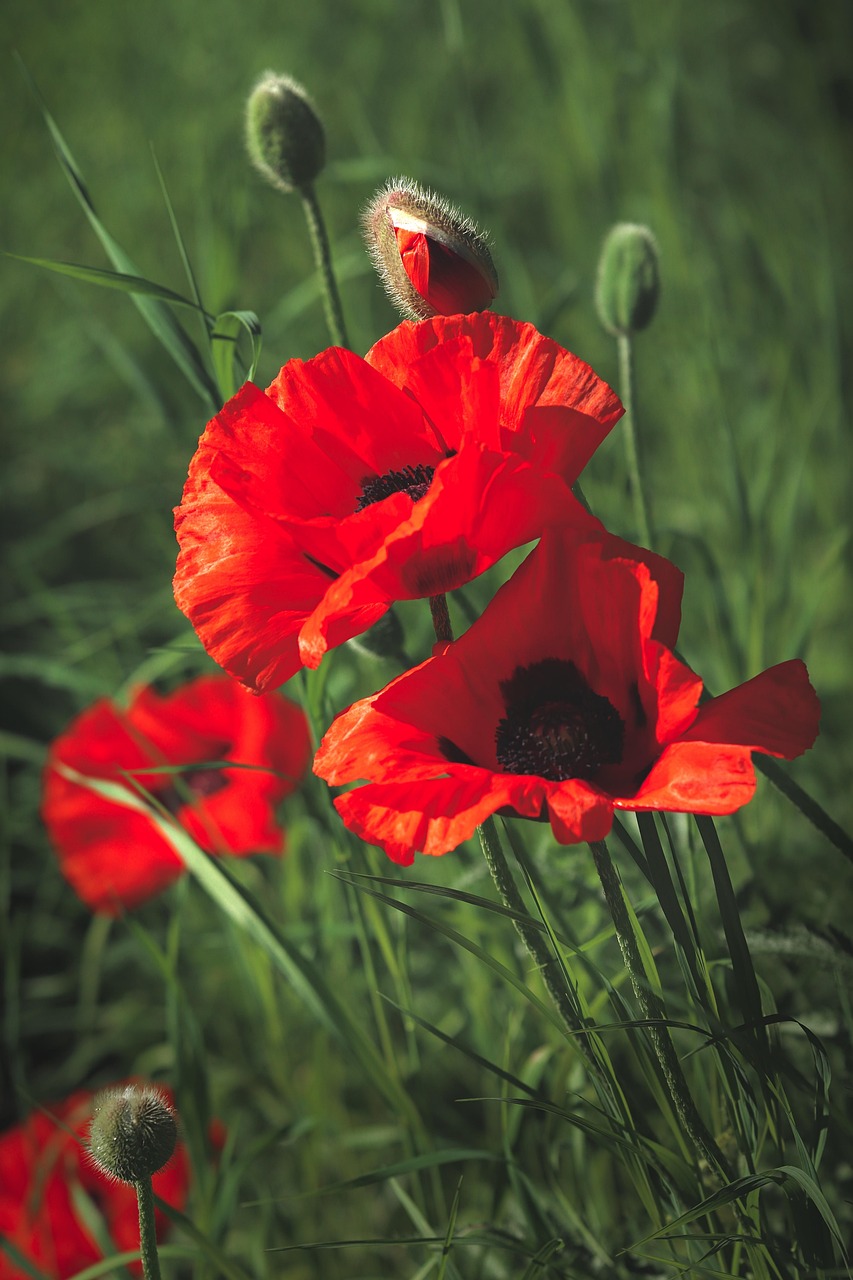 Poppies Red Flowers - Free photo on Pixabay - Pixabay