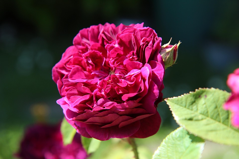 Rose Fleur - Photo gratuite sur Pixabay - Pixabay