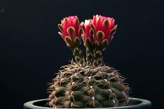 Cacto Flores De Panela Vaso - Foto gratuita no Pixabay