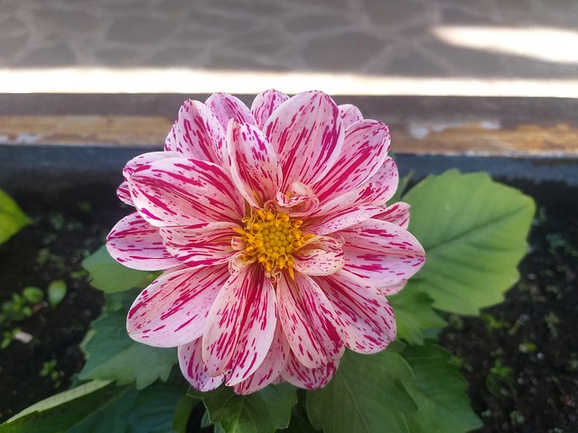 Dahlia Bunga Tanaman Merah - Foto gratis di Pixabay - Pixabay