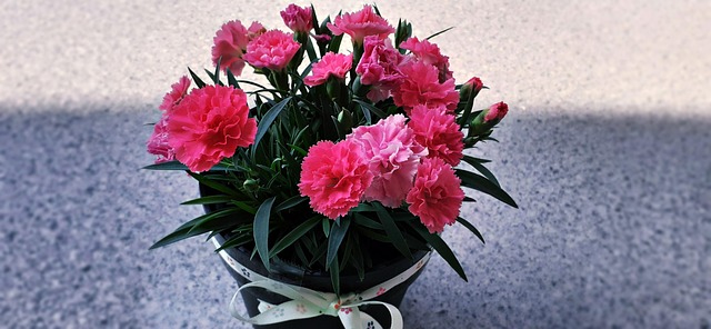 Carnation Flowers Plant Pot - Free photo on Pixabay