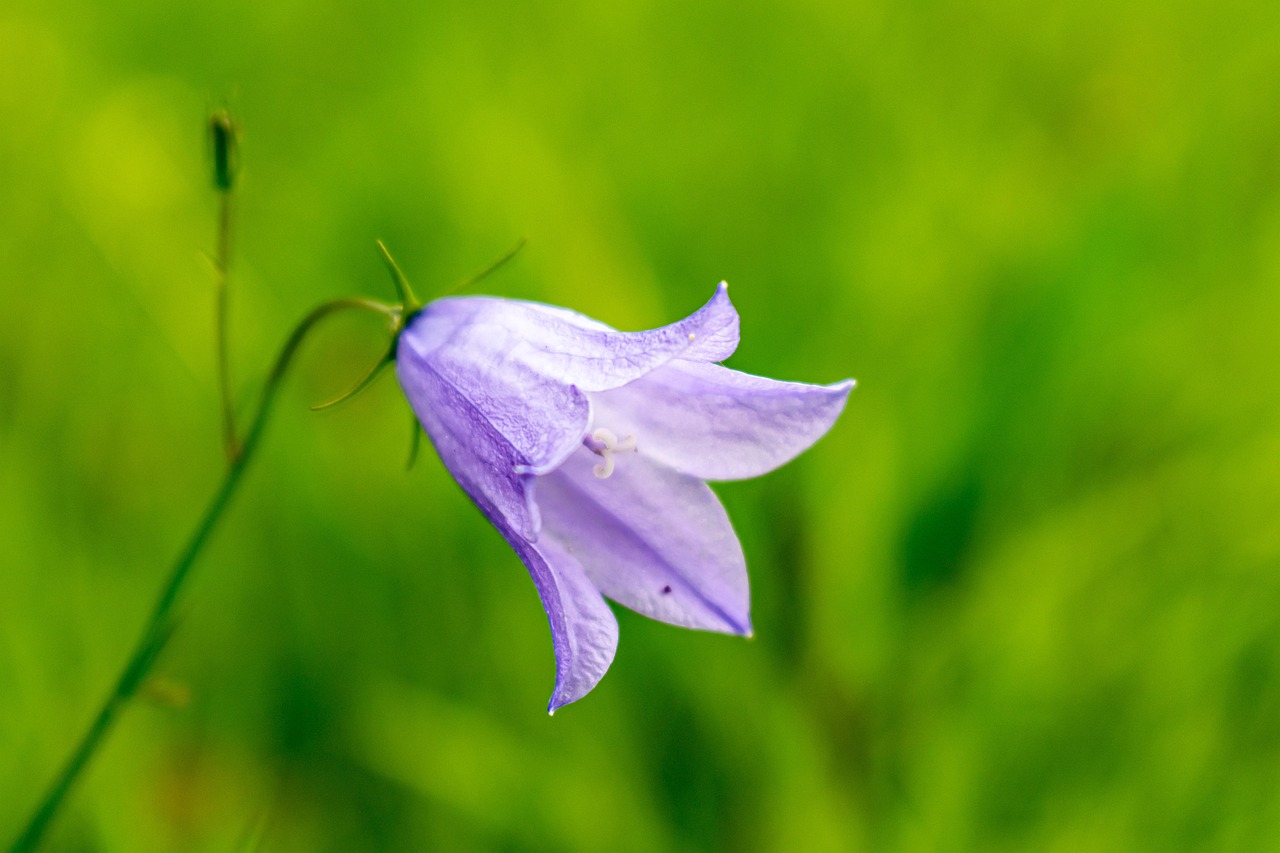 Jacinto Flor Planta - Foto gratis en Pixabay - Pixabay