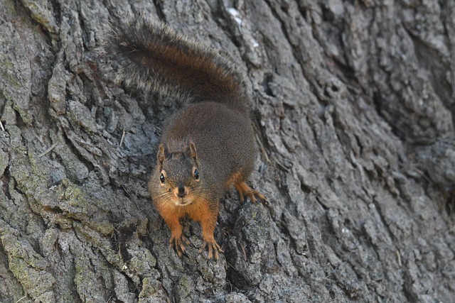 Douglas Squirrel Tree - Free photo on Pixabay - Pixabay