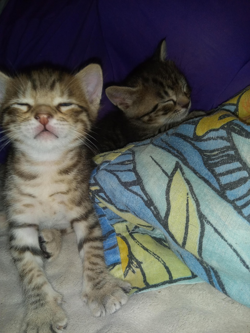 Cute Cats - Free photo on Pixabay - Pixabay