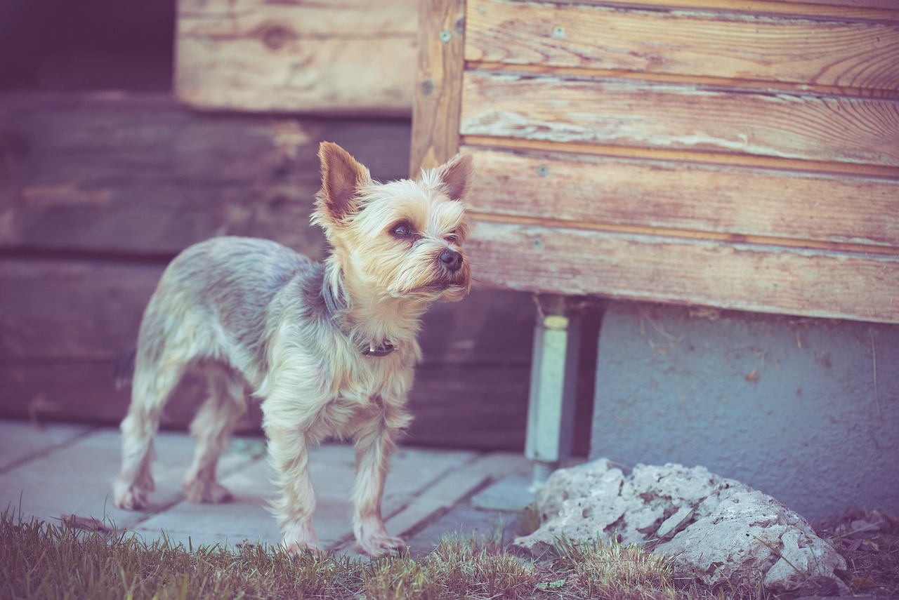 Yorkshire Terrier Cachorro Cão - Foto gratuita no Pixabay - Pixabay