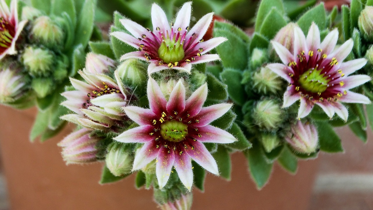 Succulent Blossom Bloom - Free photo on Pixabay - Pixabay