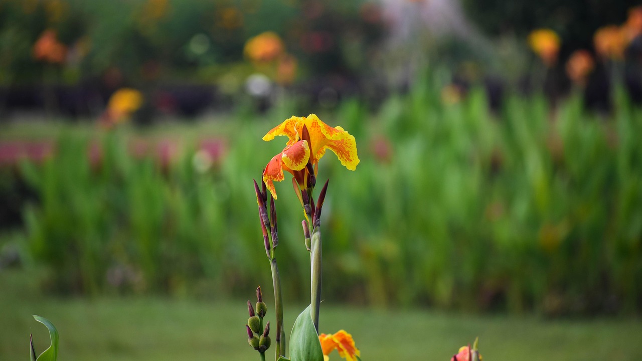 Bunga Tanaman Kebun Orange - Foto gratis di Pixabay - Pixabay