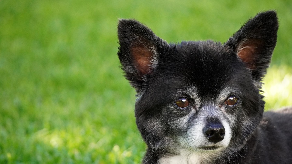 Chihuahua Small Dog Pooch Sweet - Free photo on Pixabay - Pixabay