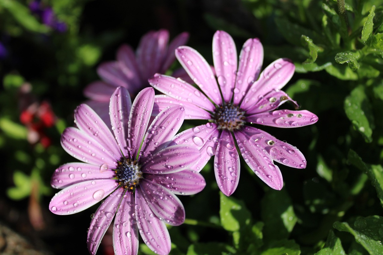 Flores Margaritas - Foto gratis en Pixabay