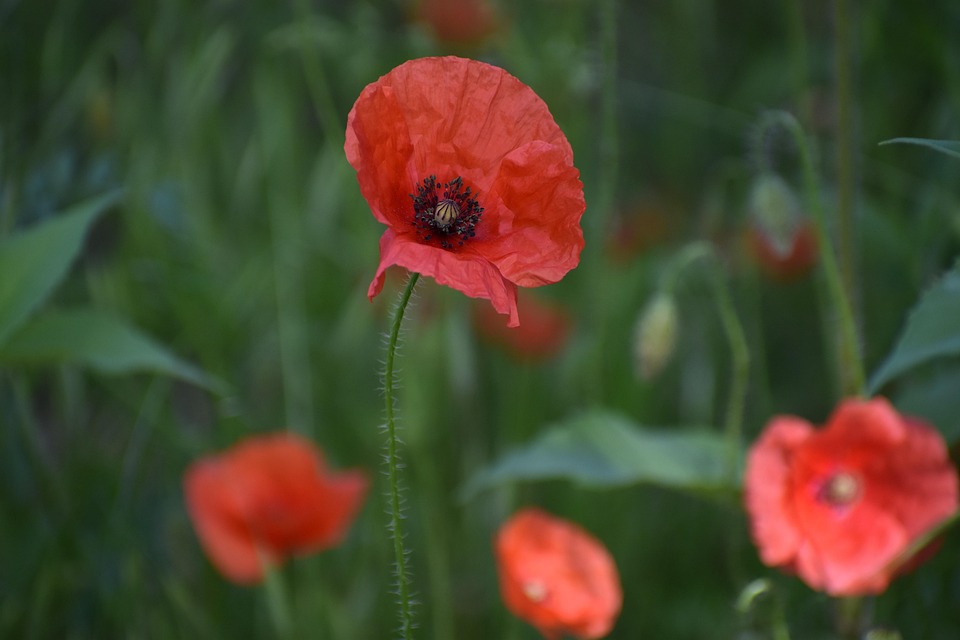 Opium Bunga Poppy Merah - Foto gratis di Pixabay - Pixabay