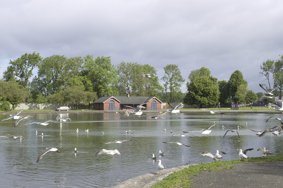 Richmond Parque Estanque - Foto gratis en Pixabay - Pixabay