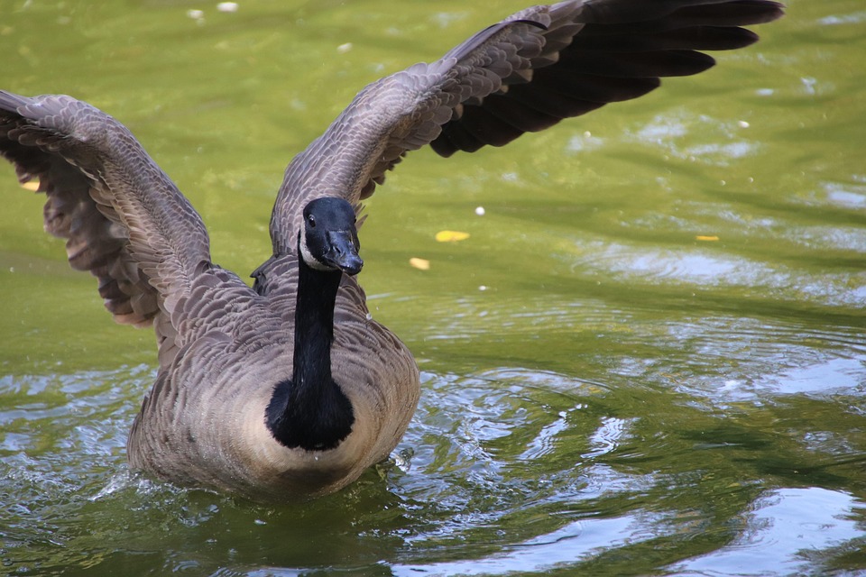 Brant Goose Pond Branta - Free photo on Pixabay