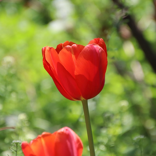 Tulip Flower Red - Free photo on Pixabay