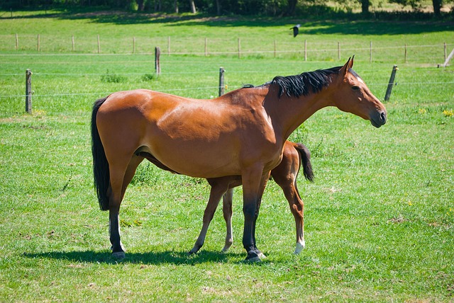 Kuda Bayi Poni Anak - Foto gratis di Pixabay - Pixabay