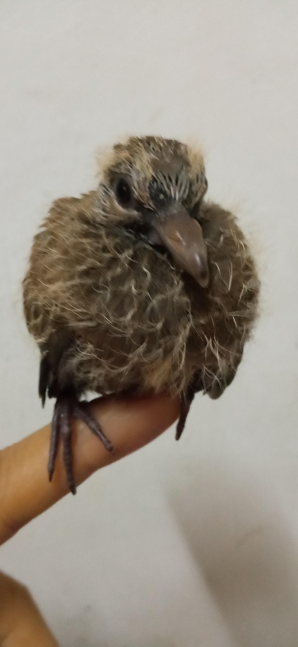 Baby Dove Bird Zebra - Free photo on Pixabay - Pixabay