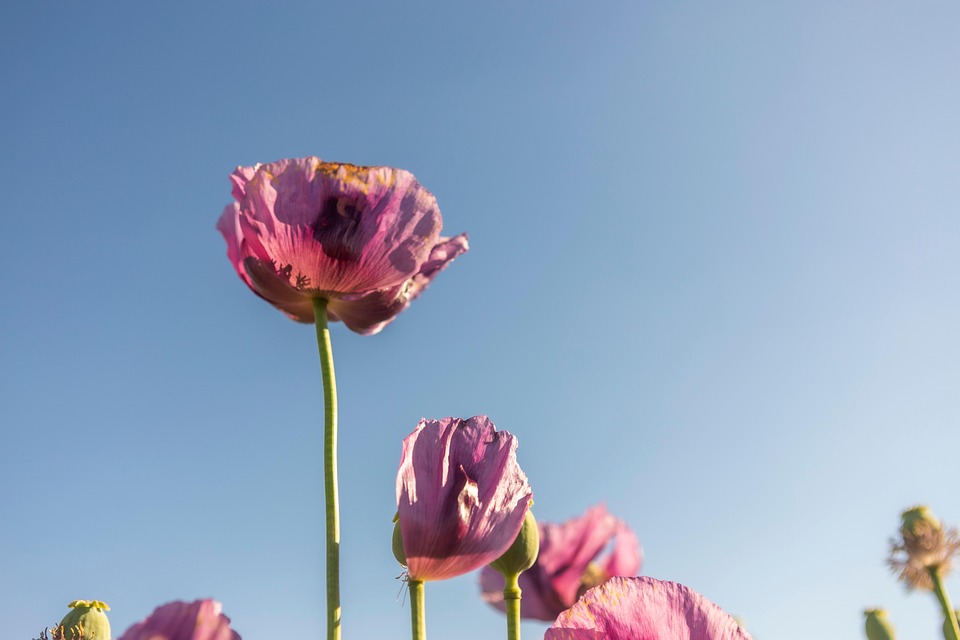 Champ De Fleurs Coquelicots - Photo gratuite sur Pixabay - Pixabay