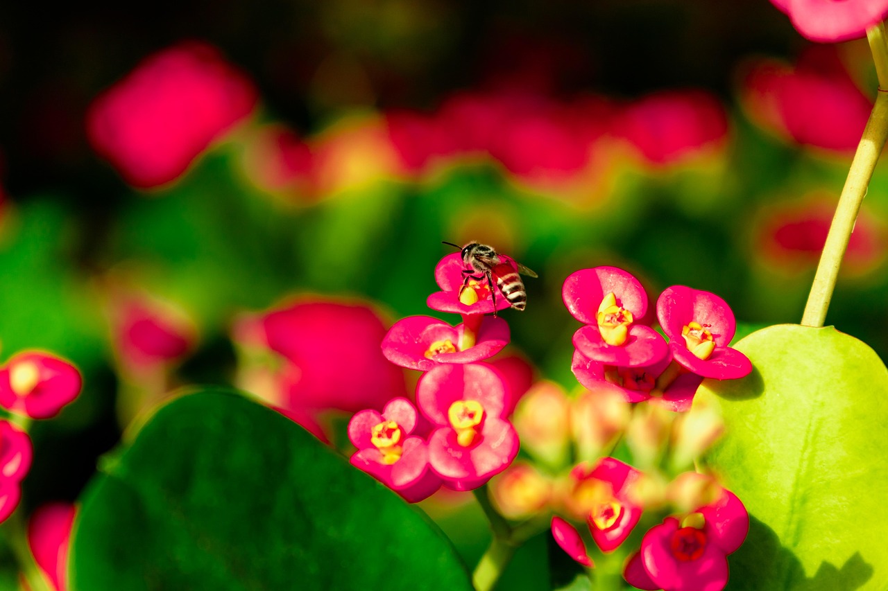 Abeja Insecto Euforbia Corona De - Foto gratis en Pixabay - Pixabay