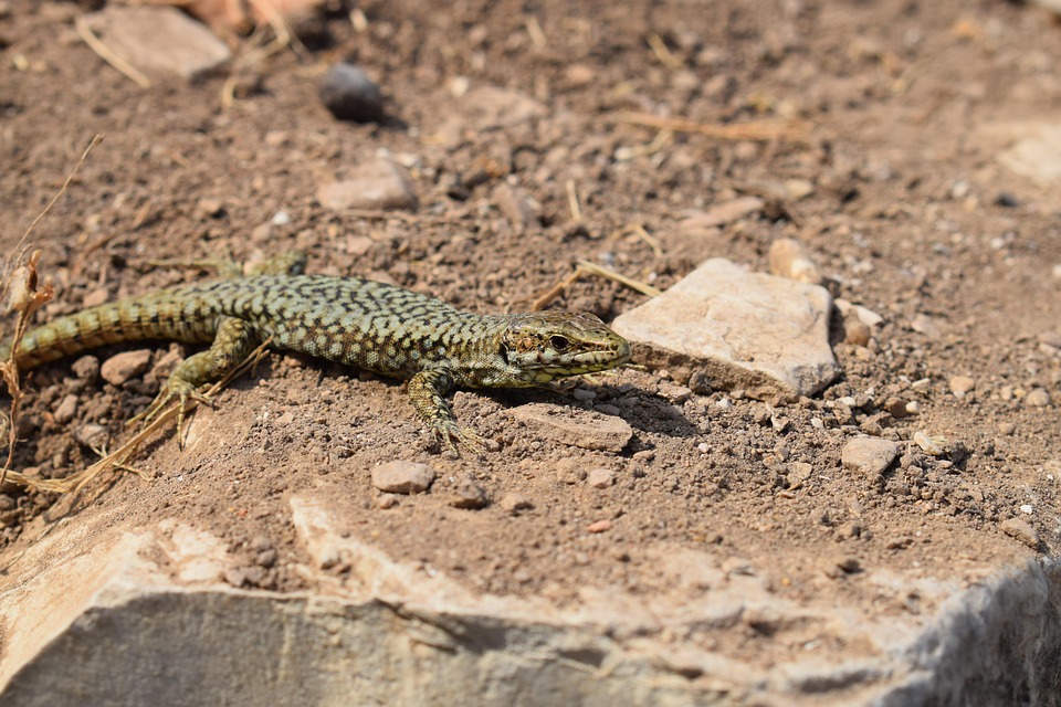 Lizard Reptile Wilderness Wild - Free photo on Pixabay - Pixabay