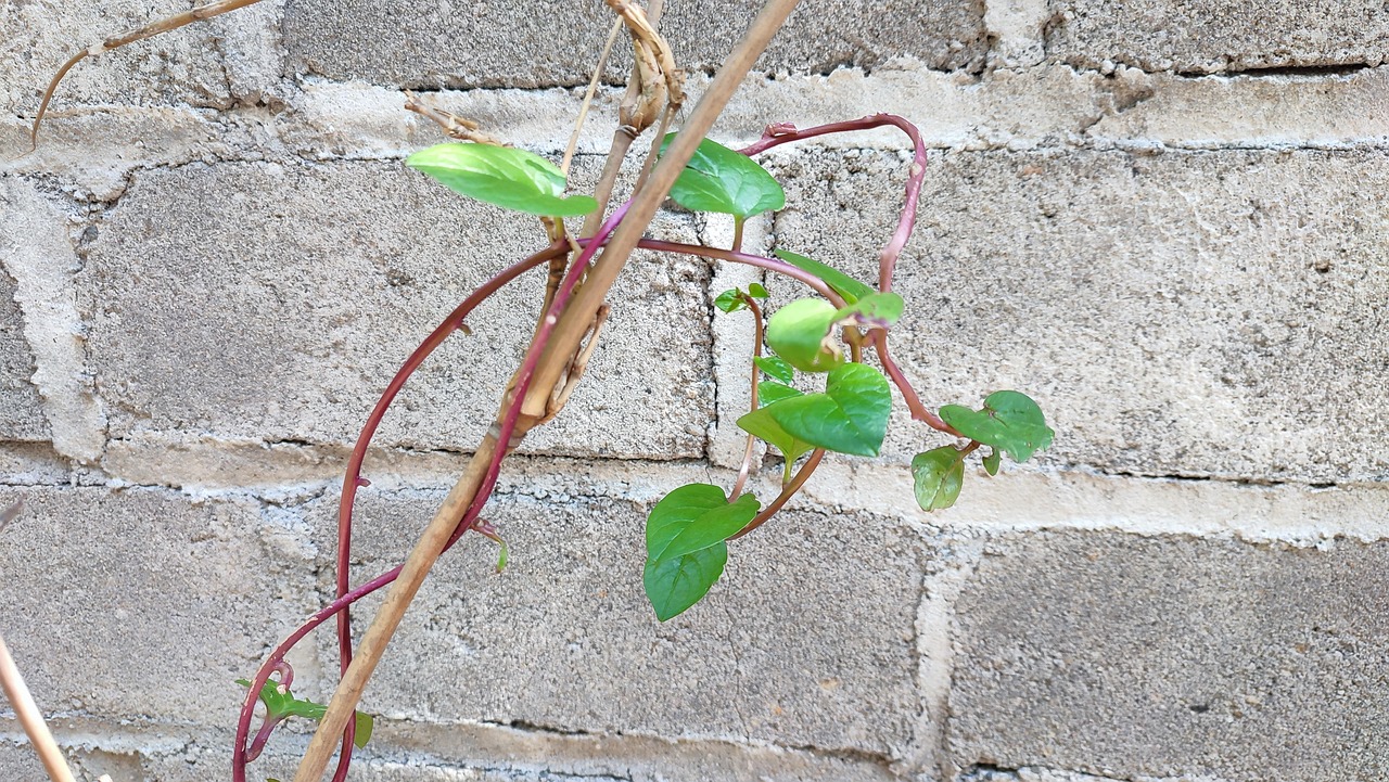 Leaves Vine Plant Malabar - Free photo on Pixabay - Pixabay
