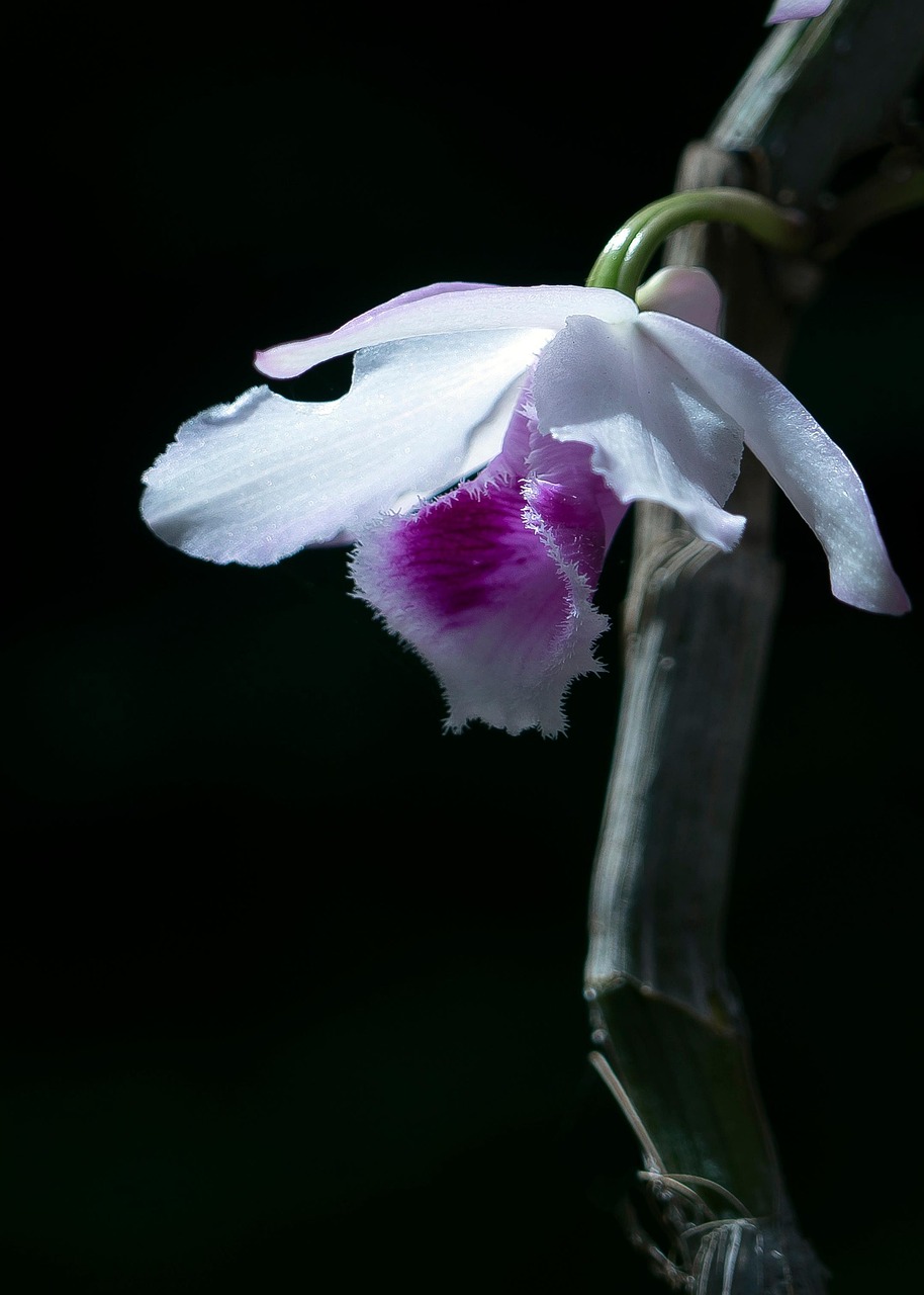 Orchid Flower - Free photo on Pixabay - Pixabay