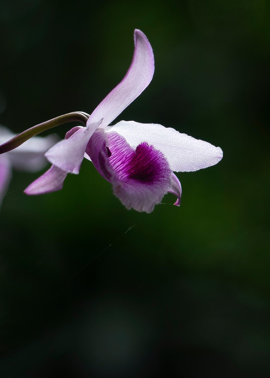 Orchid Flower - Free photo on Pixabay - Pixabay