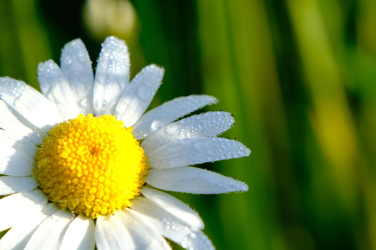 Blomst Tusindfryd Hvid - Gratis foto på Pixabay - Pixabay