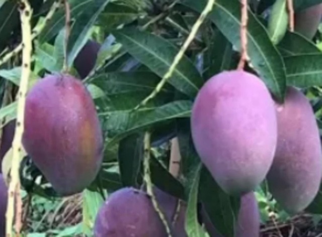 Miyazaki Mango Surjodim - Free photo on Pixabay - Pixabay