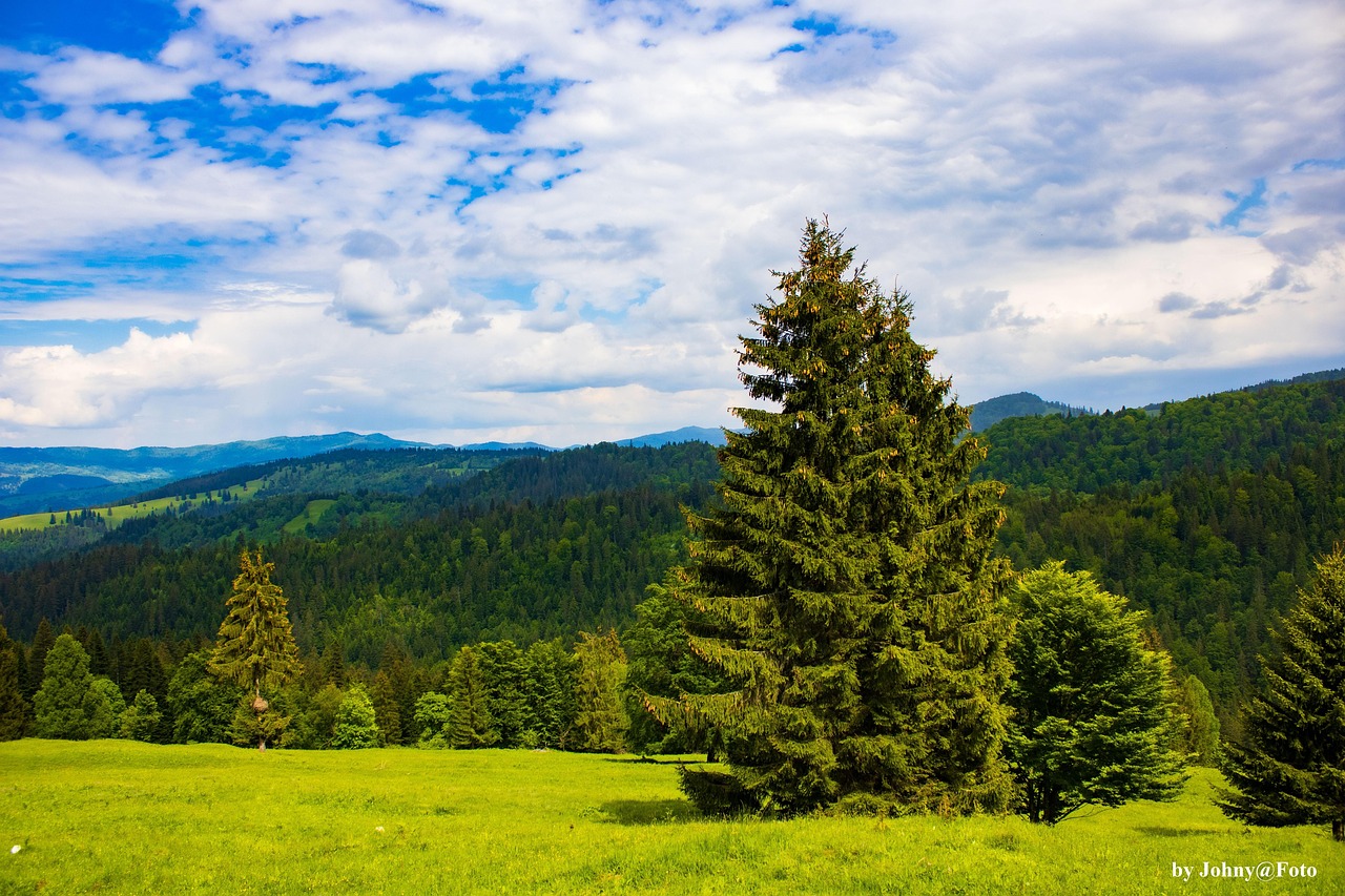 Durau Road - The Source Of - Free photo on Pixabay - Pixabay