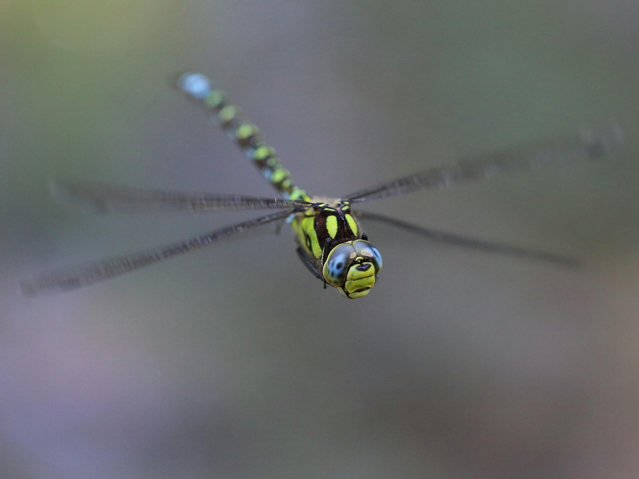 Libelle Insekt Makro - Kostenloses Foto auf Pixabay - Pixabay