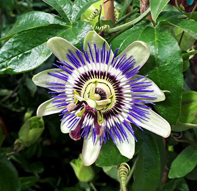 Passionflower Flower Plant - Free photo on Pixabay - Pixabay