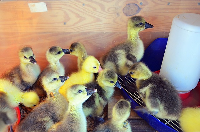 Ducklings Ducks Birds Farm - Free photo on Pixabay - Pixabay