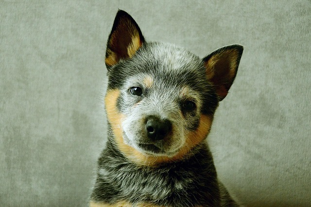 10+ Free Blue Heeler & Dog Images - Pixabay