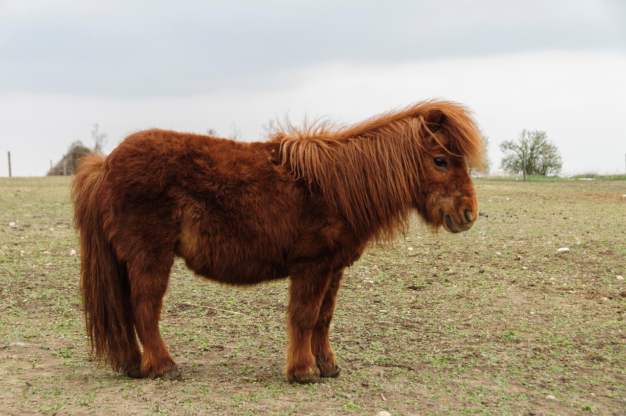 Shetland Pony Animal - Free photo on Pixabay - Pixabay